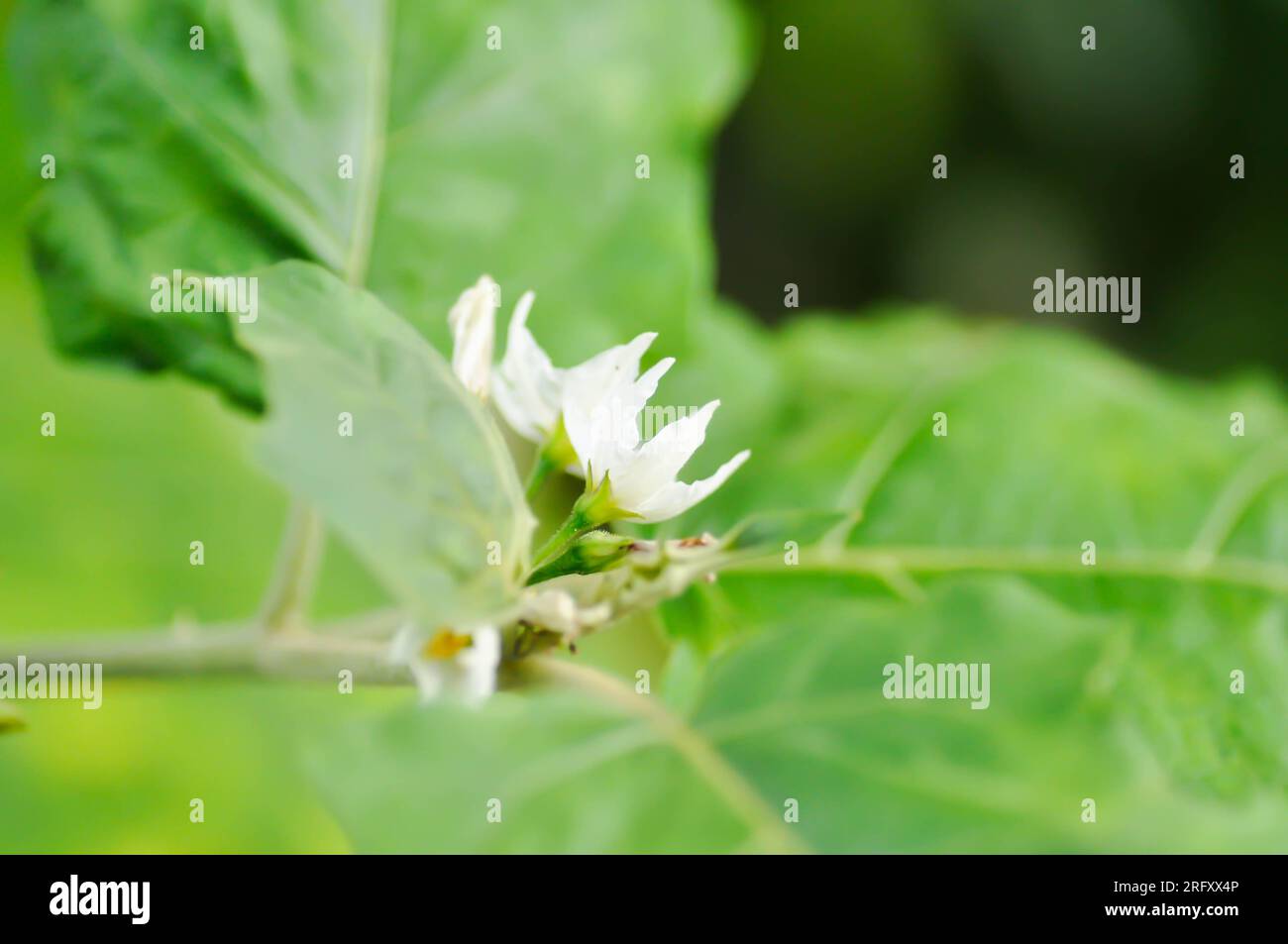 Solanum ficifolium ortega hi-res stock photography and images - Alamy