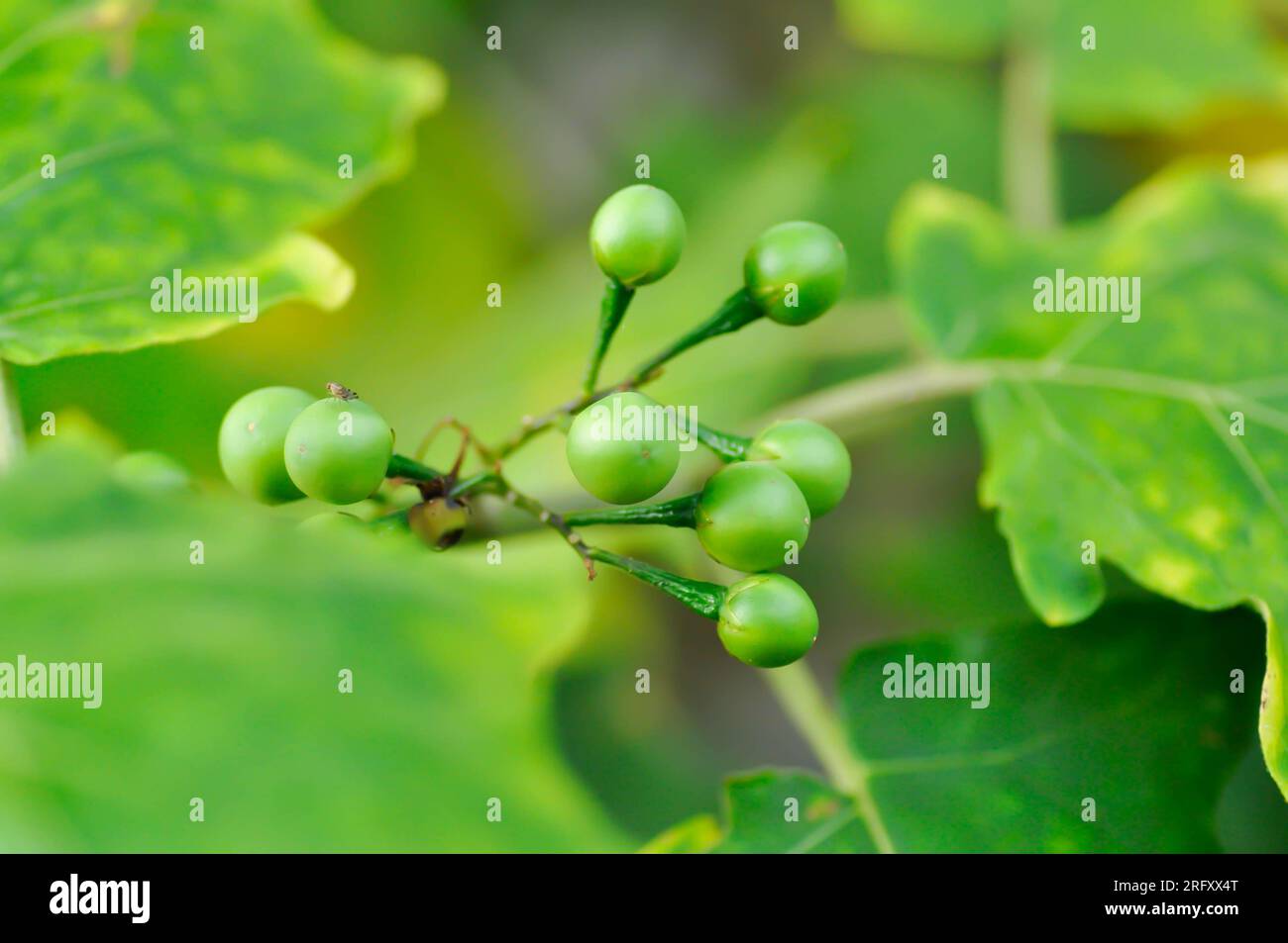 Solanum mayanum lundell hi-res stock photography and images - Alamy