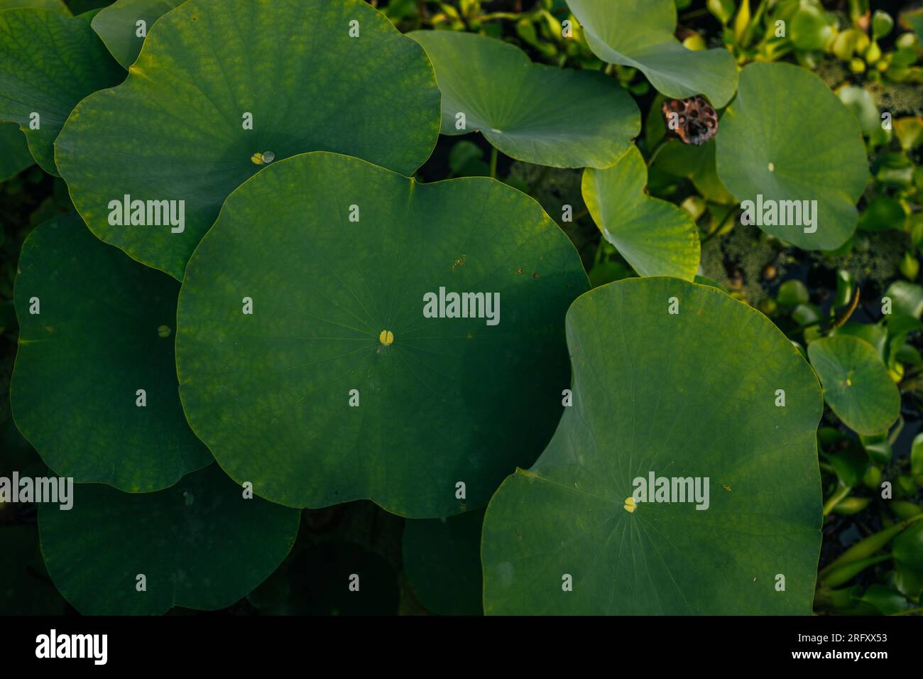 Nelumbo nucifera leaves in flower garden and pond. Water drops on green ...