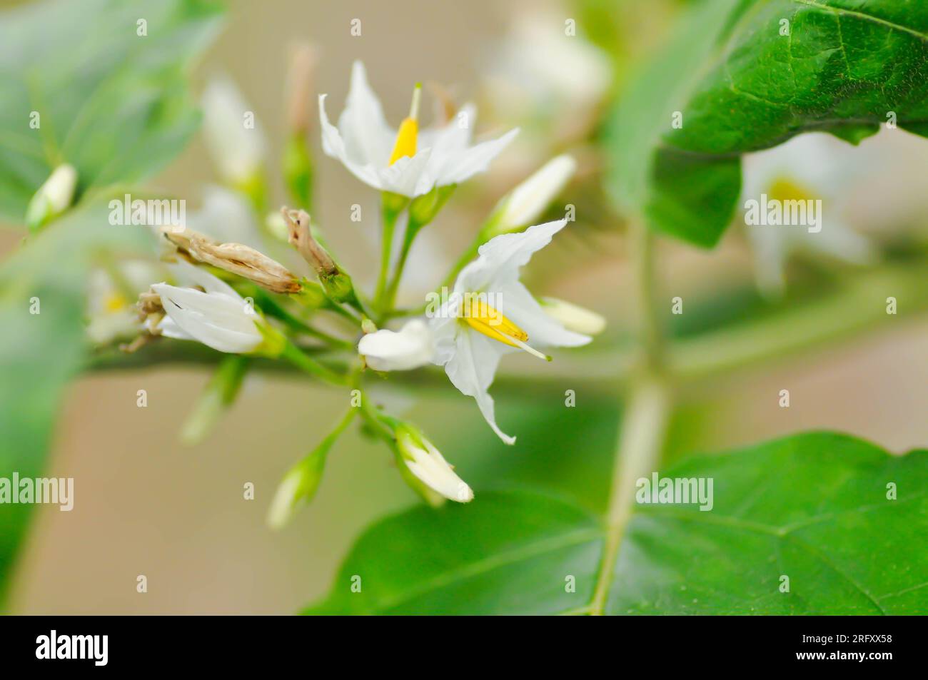devils fig, Medthai or SOLANACEAE or Pea aubergine or pea eggplant or Shoo shoo bush or Solanum ...
