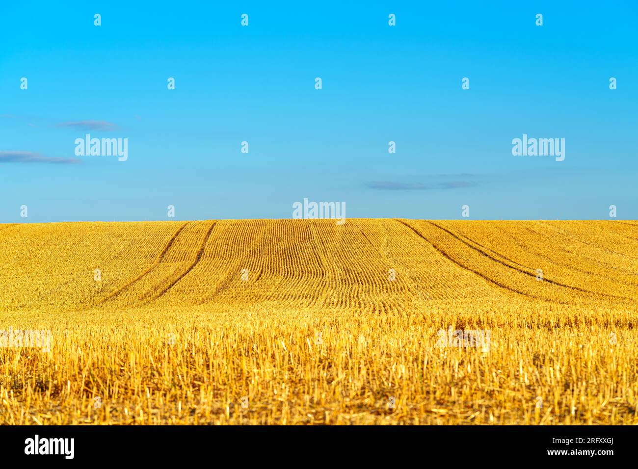 Big yellow field after harvesting. Mowed wheat fields under beautiful ...