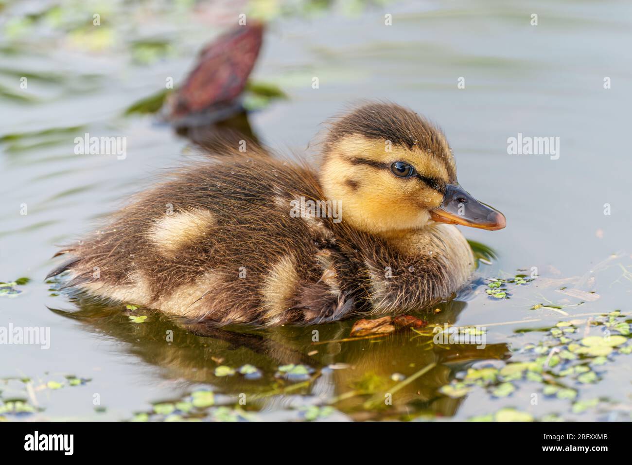 Day old ducklings hi-res stock photography and images - Alamy