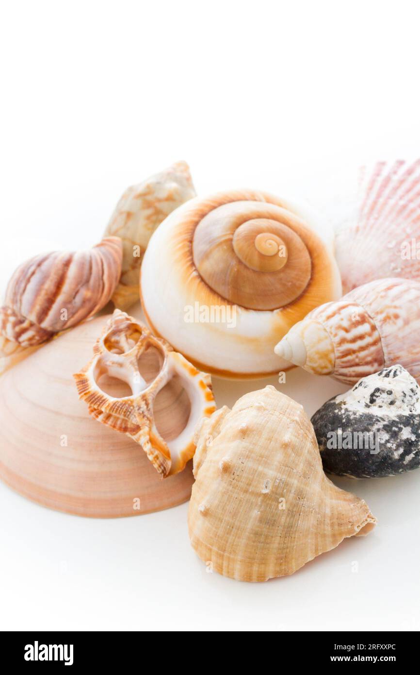 Sunray venus shell hi-res stock photography and images - Alamy