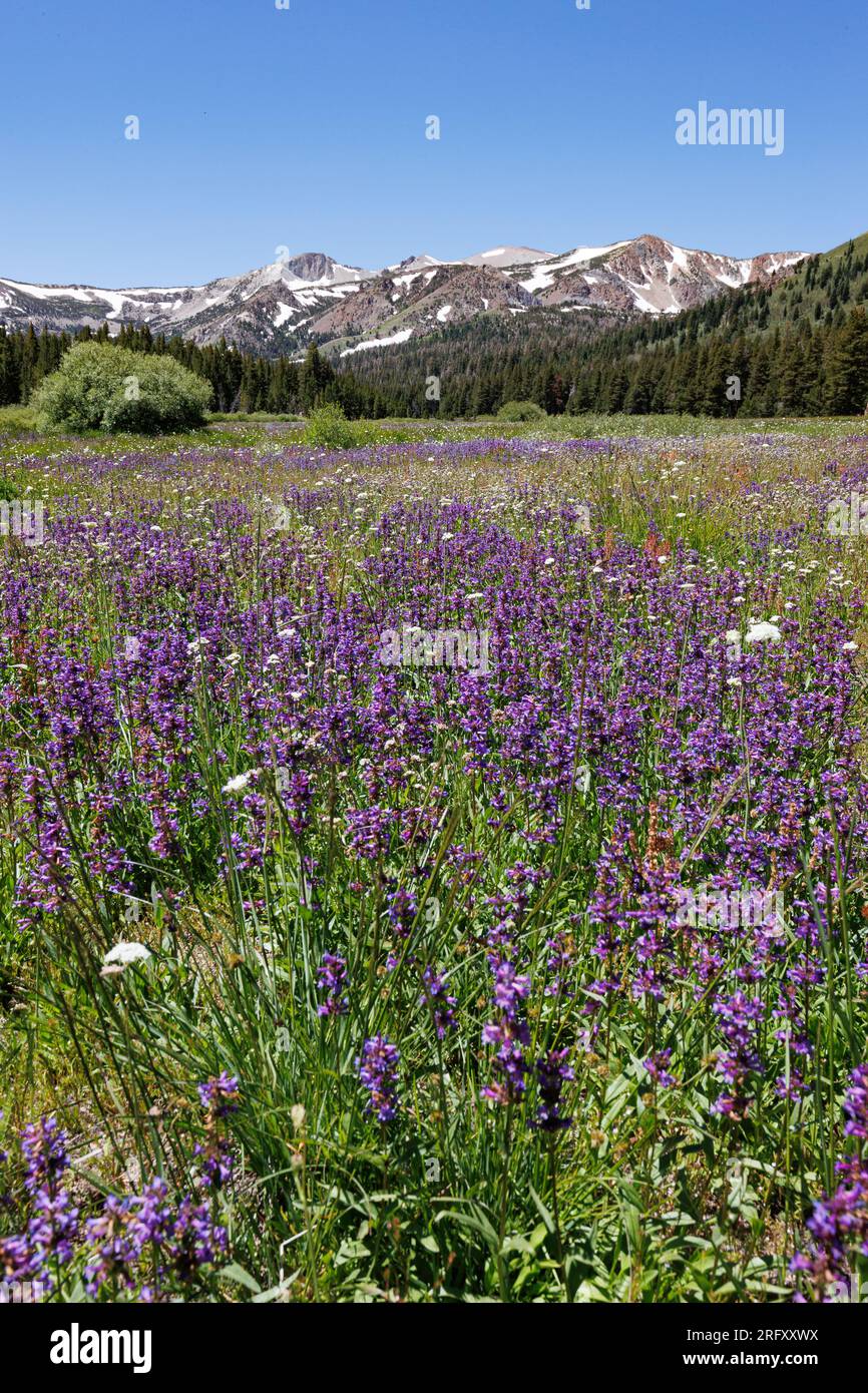 Glass Creek Meadow, Mammoth Lakes, CA, USA. August 5, 2023. Flowers ...