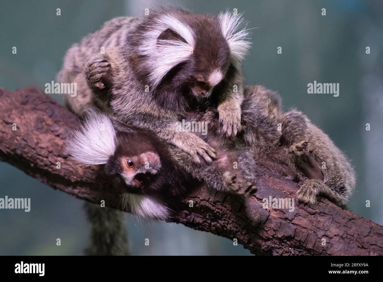 Two common marmoset (Callithrix jacchus) also known as white-tufted ...