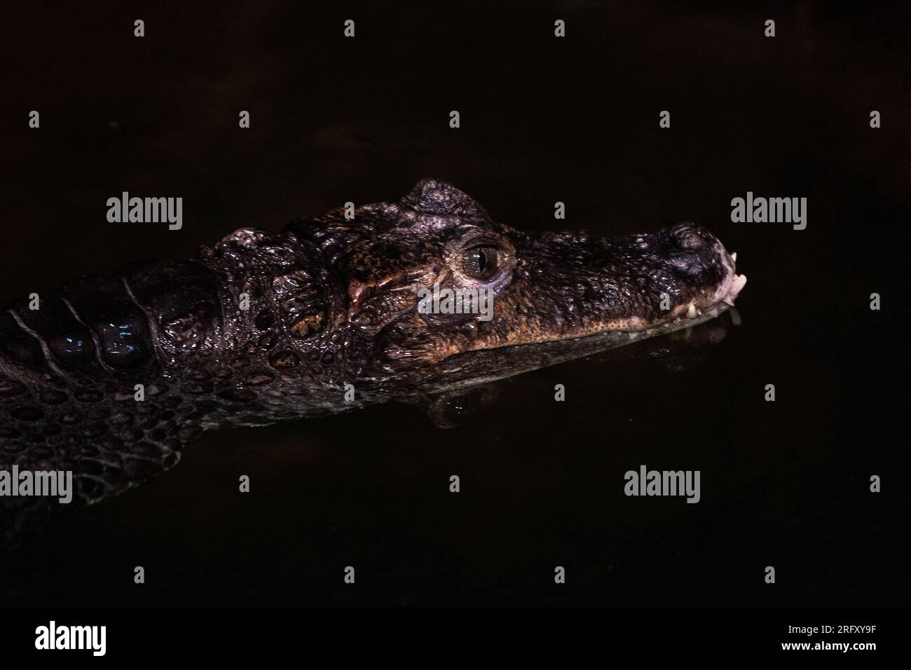 The head of a spectacled caiman (Caiman crocodilus), also known as the ...