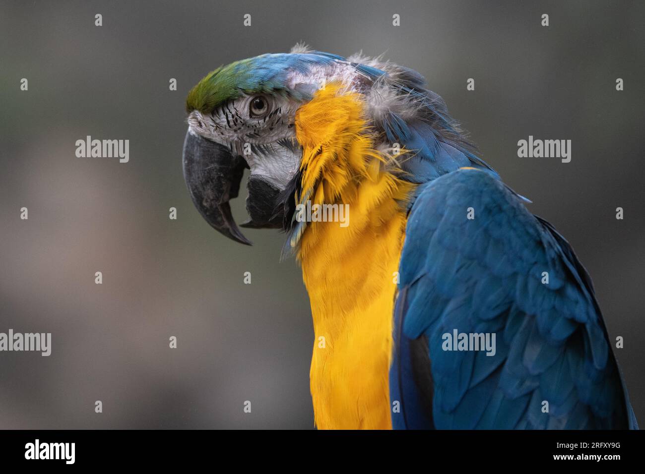 A blue-and-yellow macaw (Ara ararauna), also known as the blue-and-gold ...