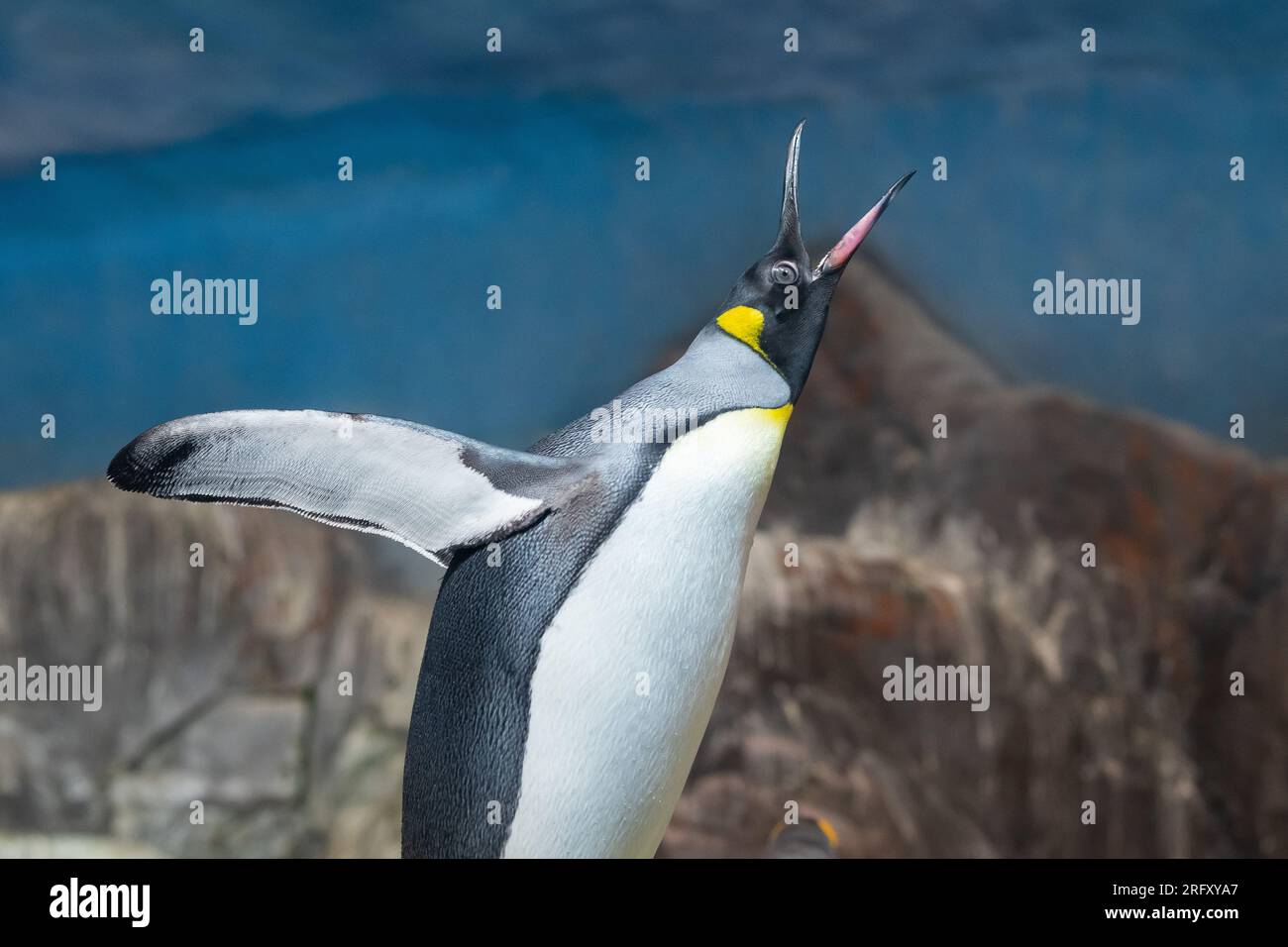 A king penguin (Aptenodytes patagonicus) pictured in its enclosure at ...