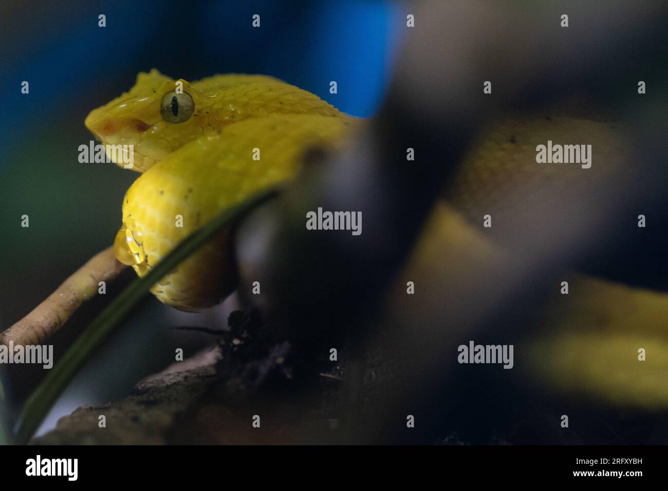 An eyelash viper (Bothriechis schlegelii) a venomous pit viper species ...