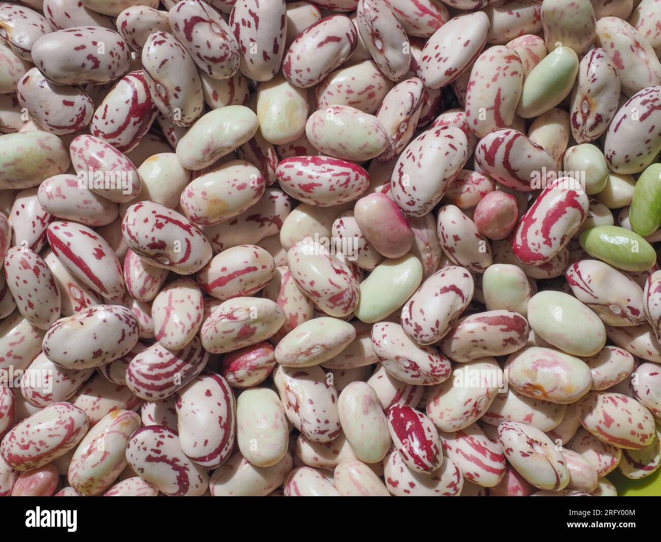 crimson beans, variety of common bean useful as a background Stock ...