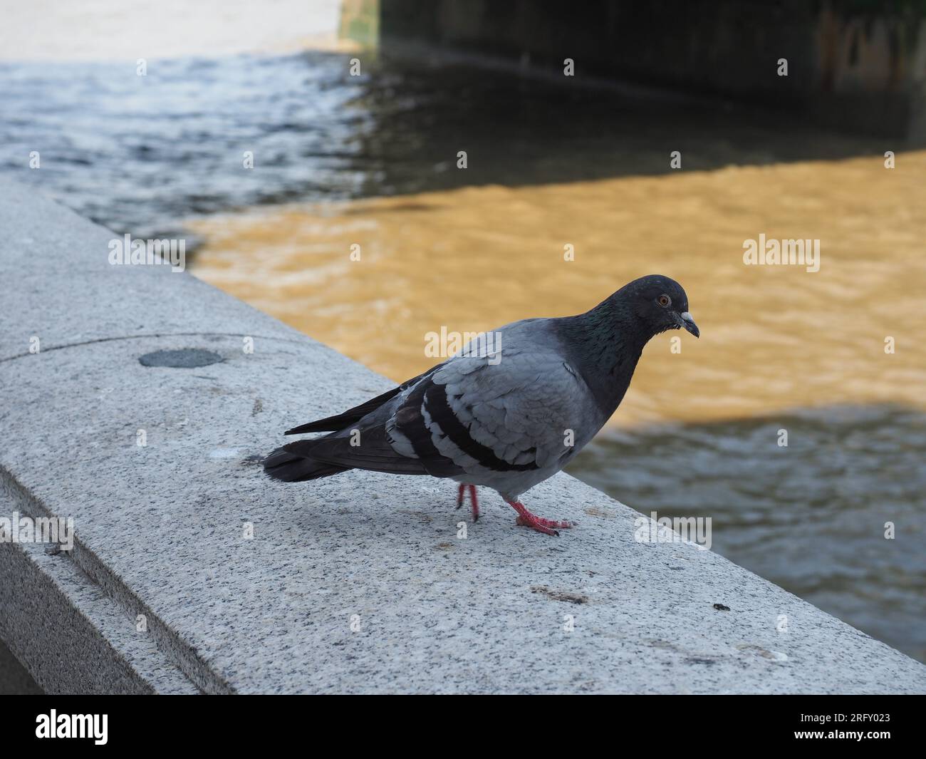 domestic pigeon aka rock pigeon scientific name Columba livia domestica ...