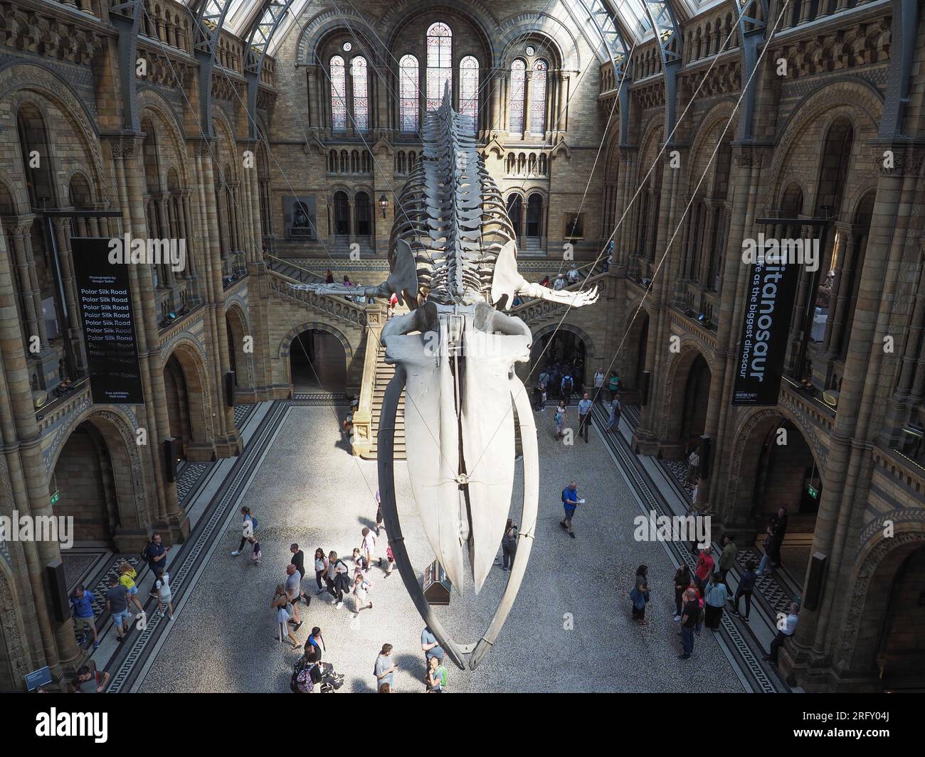 LONDON, UK - JUNE 09, 2023: Blue whale skeleton in the Hintze Hall at ...