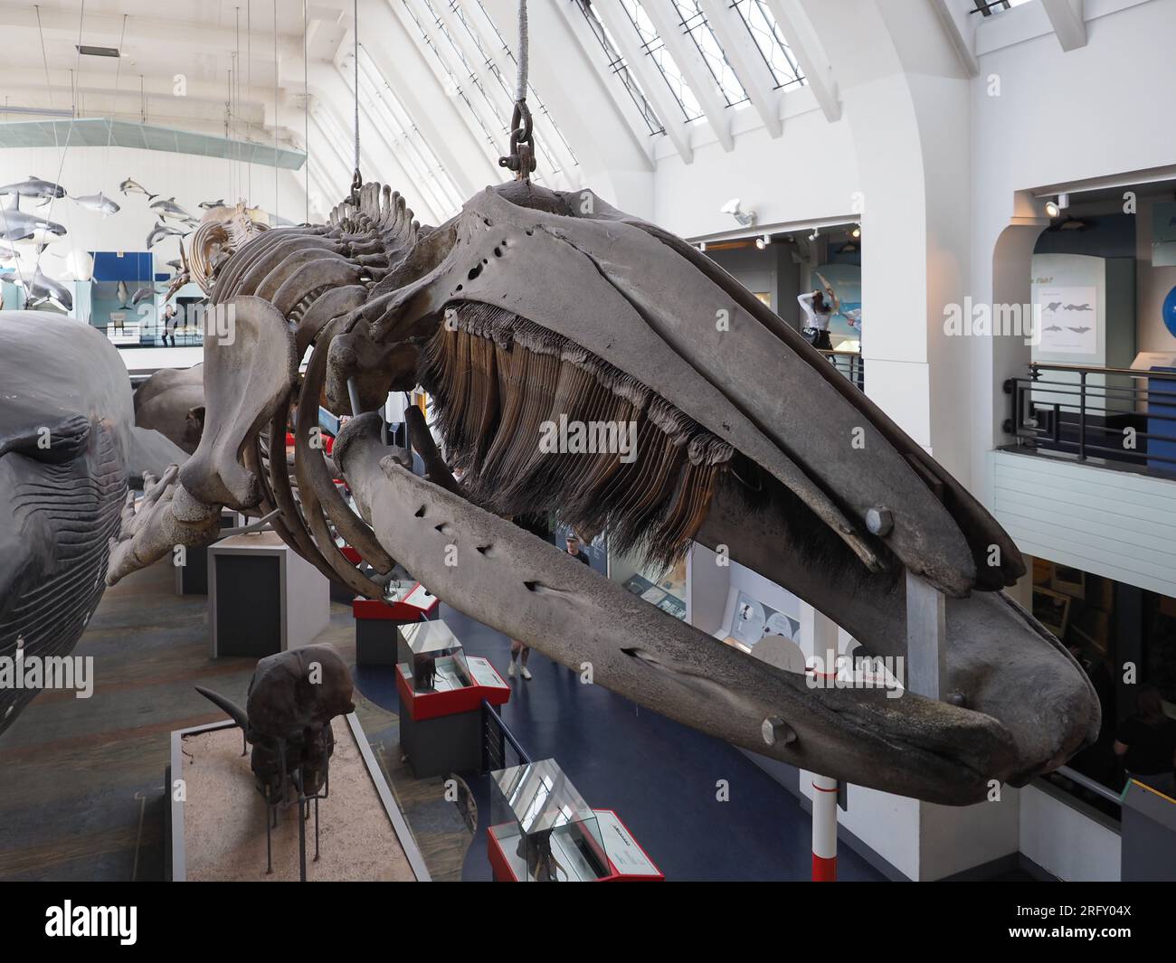 LONDON, UK - JUNE 09, 2023: Grey whale skeleton at the Natural History ...