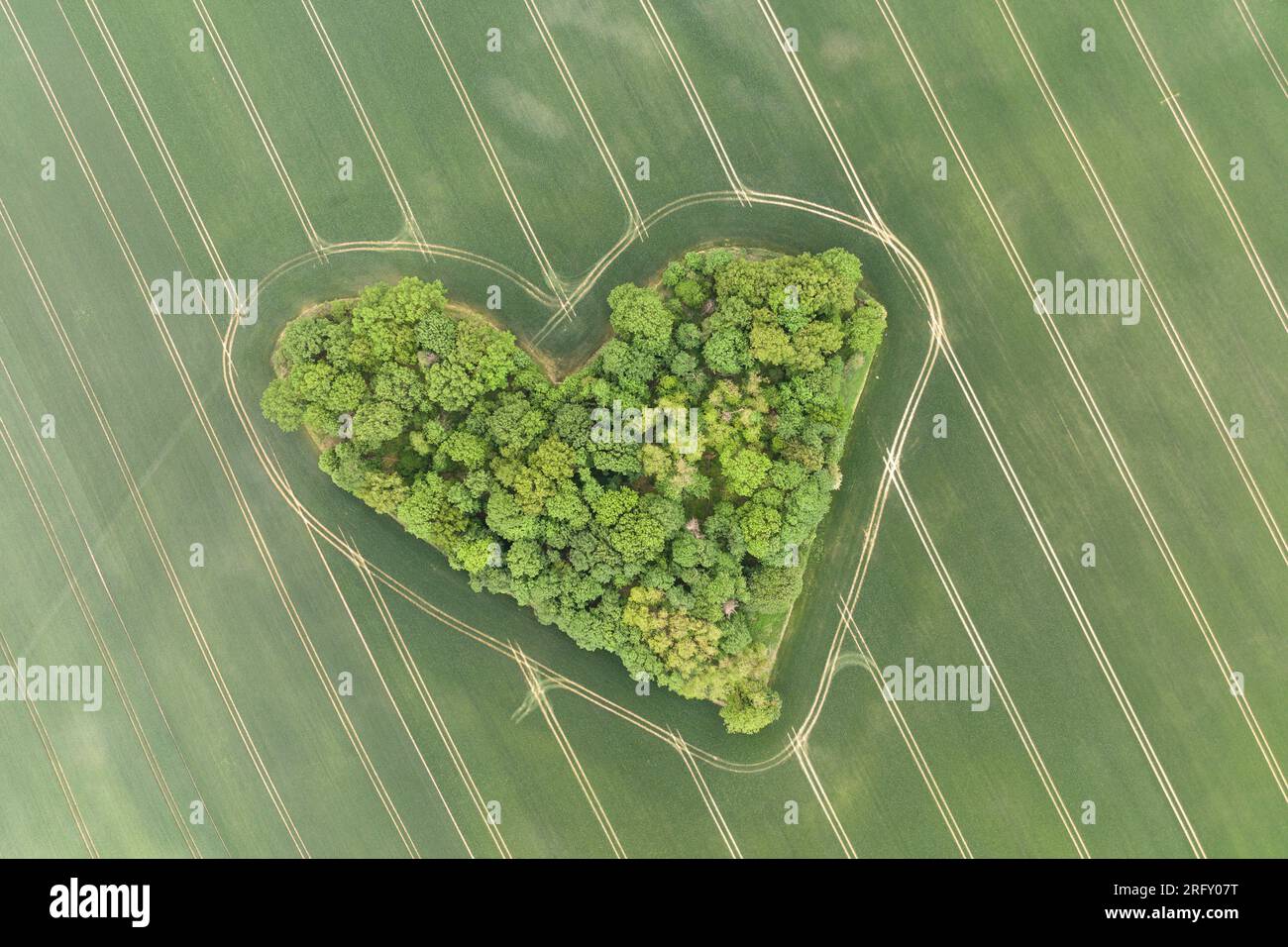 Aerial drone view of heart-shaped forest surrounded byg reen blooming ...