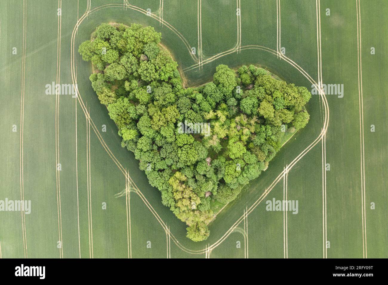 Aerial drone view of heart-shaped forest surrounded byg reen blooming ...