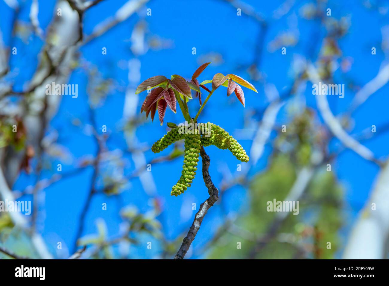 Walnut tree branch with first buds and leaves and blue sky on ...