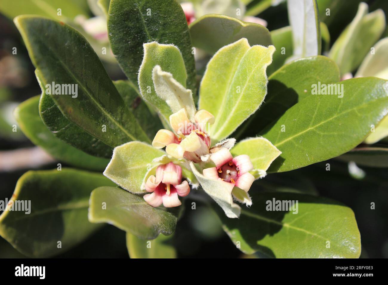 Tobira japan hi-res stock photography and images - Alamy