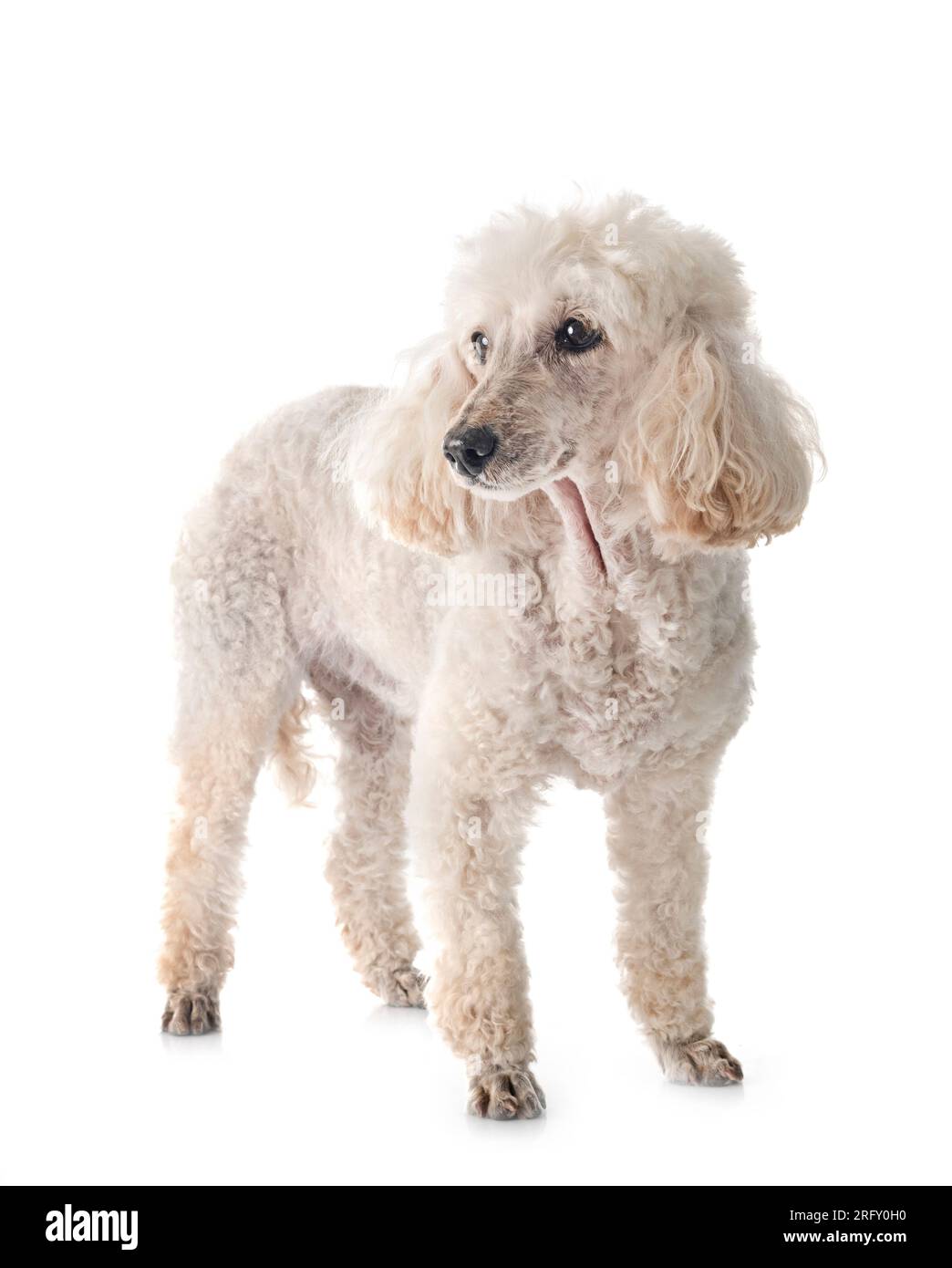 white poodle in front of white background Stock Photo - Alamy