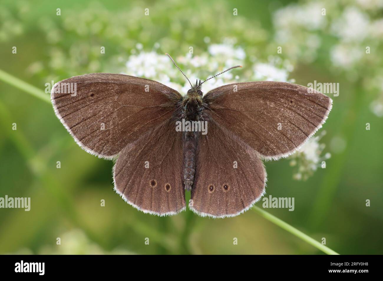 Ringlet Aphantopus hyperantus Stock Photo - Alamy