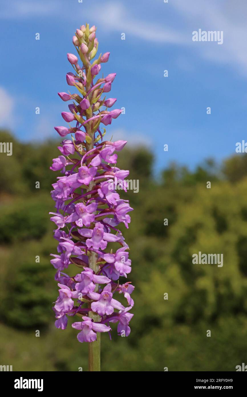 Fragrant Orchid Gymnadenia conopsea at Minera Quarry Nature Reserve, nr ...