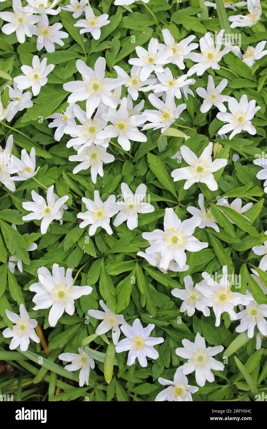 Wood anemone cultivars hi-res stock photography and images - Alamy