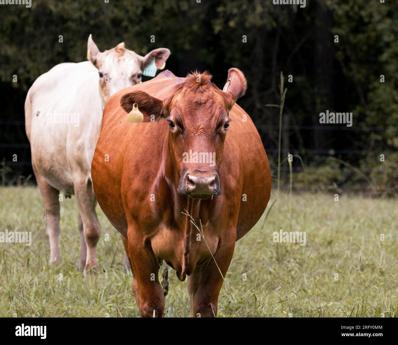 Checking me out as I walk by Stock Photo - Alamy