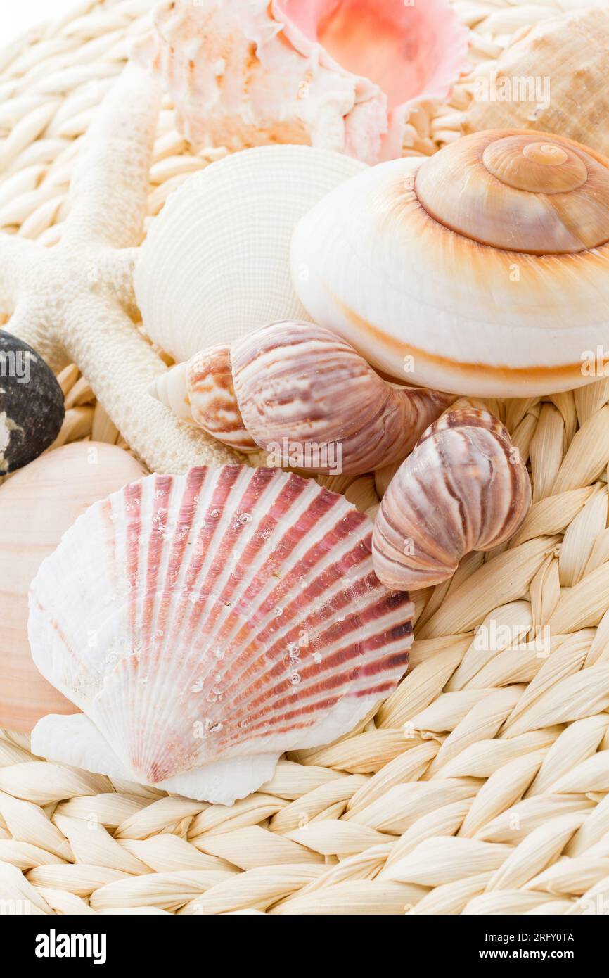 Sunray venus shell hi-res stock photography and images - Alamy