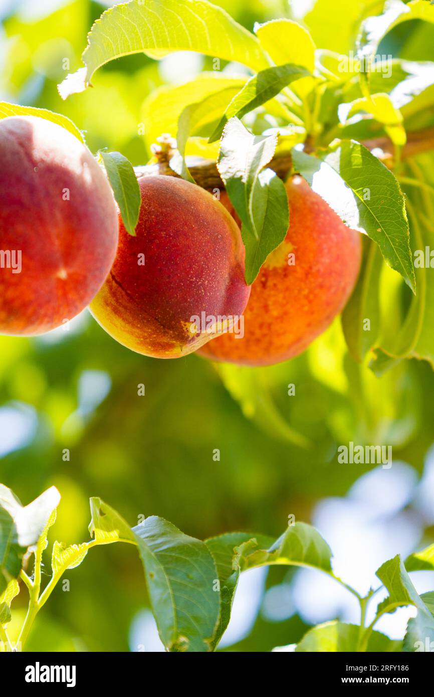 Palisade peach hi-res stock photography and images - Alamy