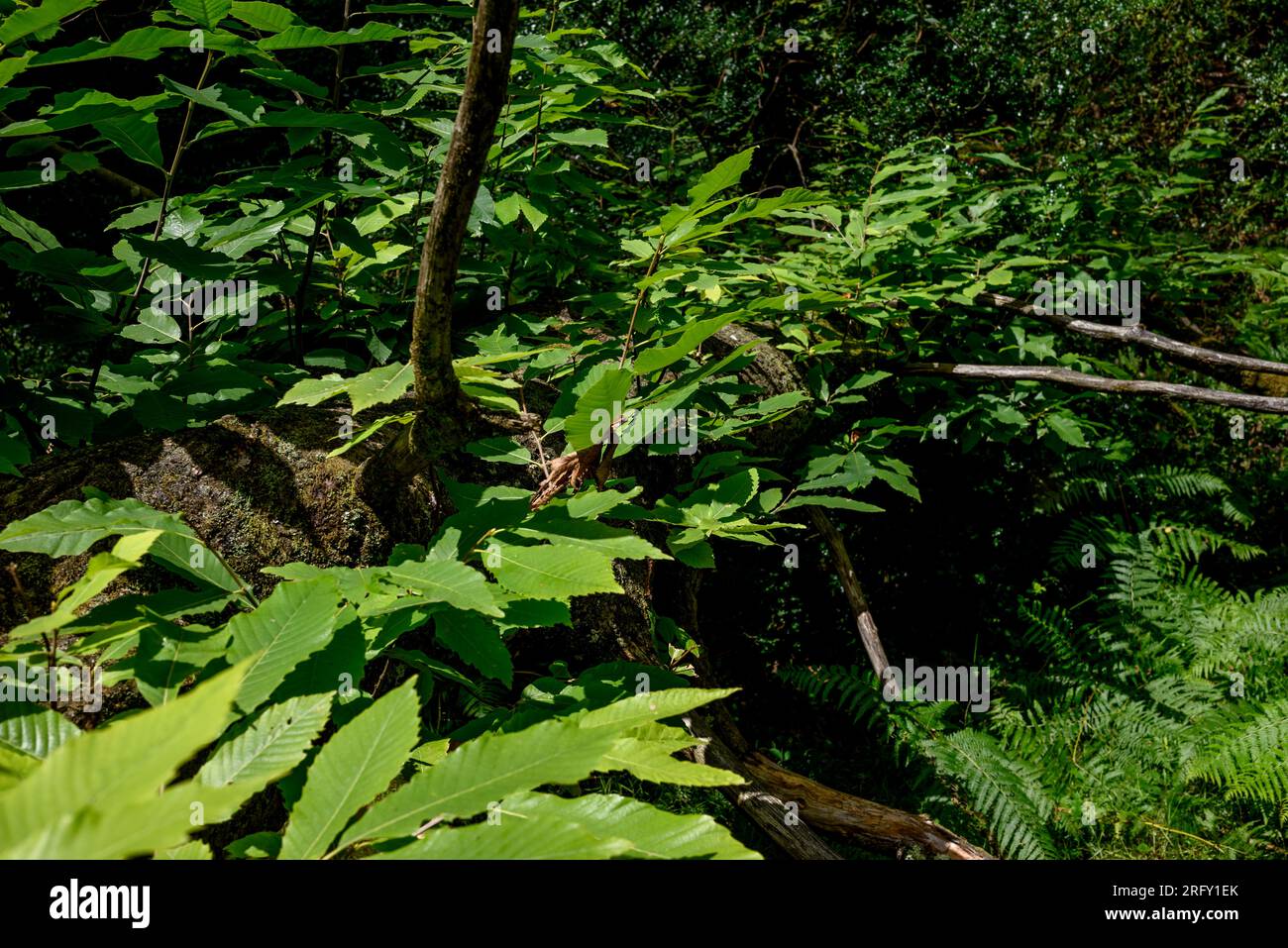 Foliage on a fallen tree, muted, green Stock Photo - Alamy