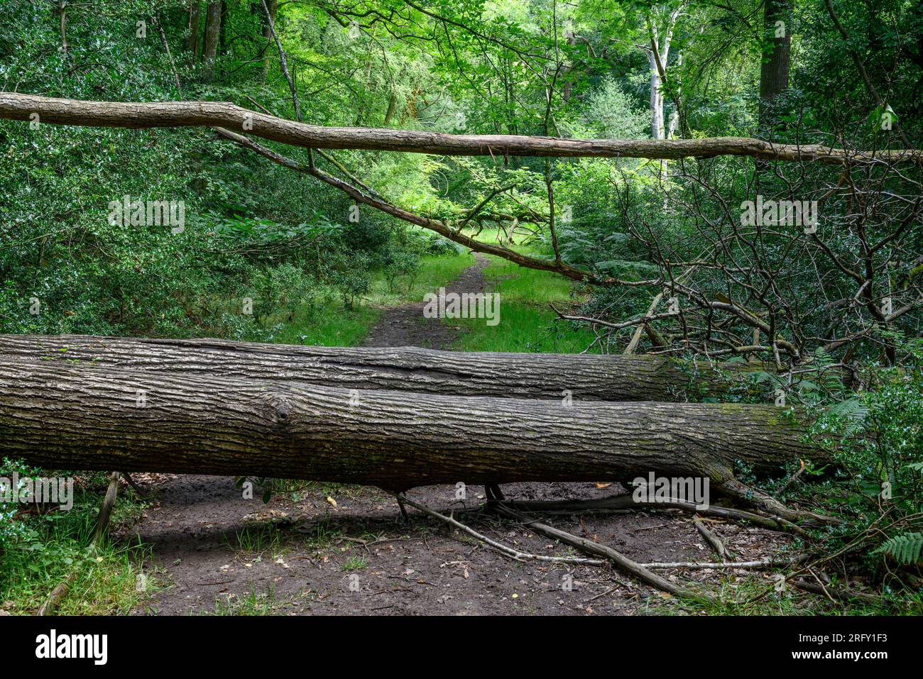Fallen trees across a footpath in woodland Stock Photo - Alamy