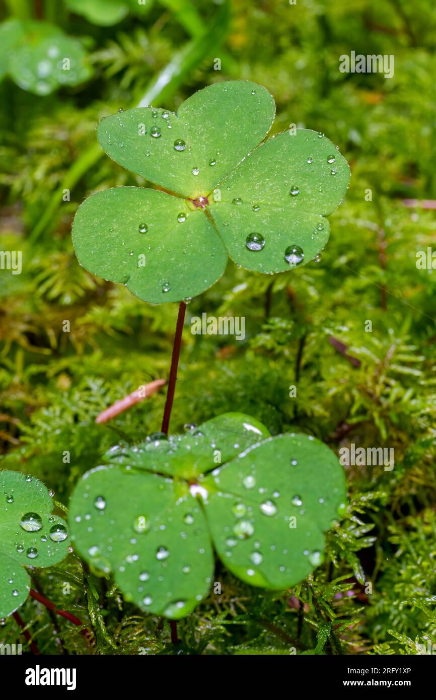 Dark green clover leaves wet with rain, moody clover background Stock ...