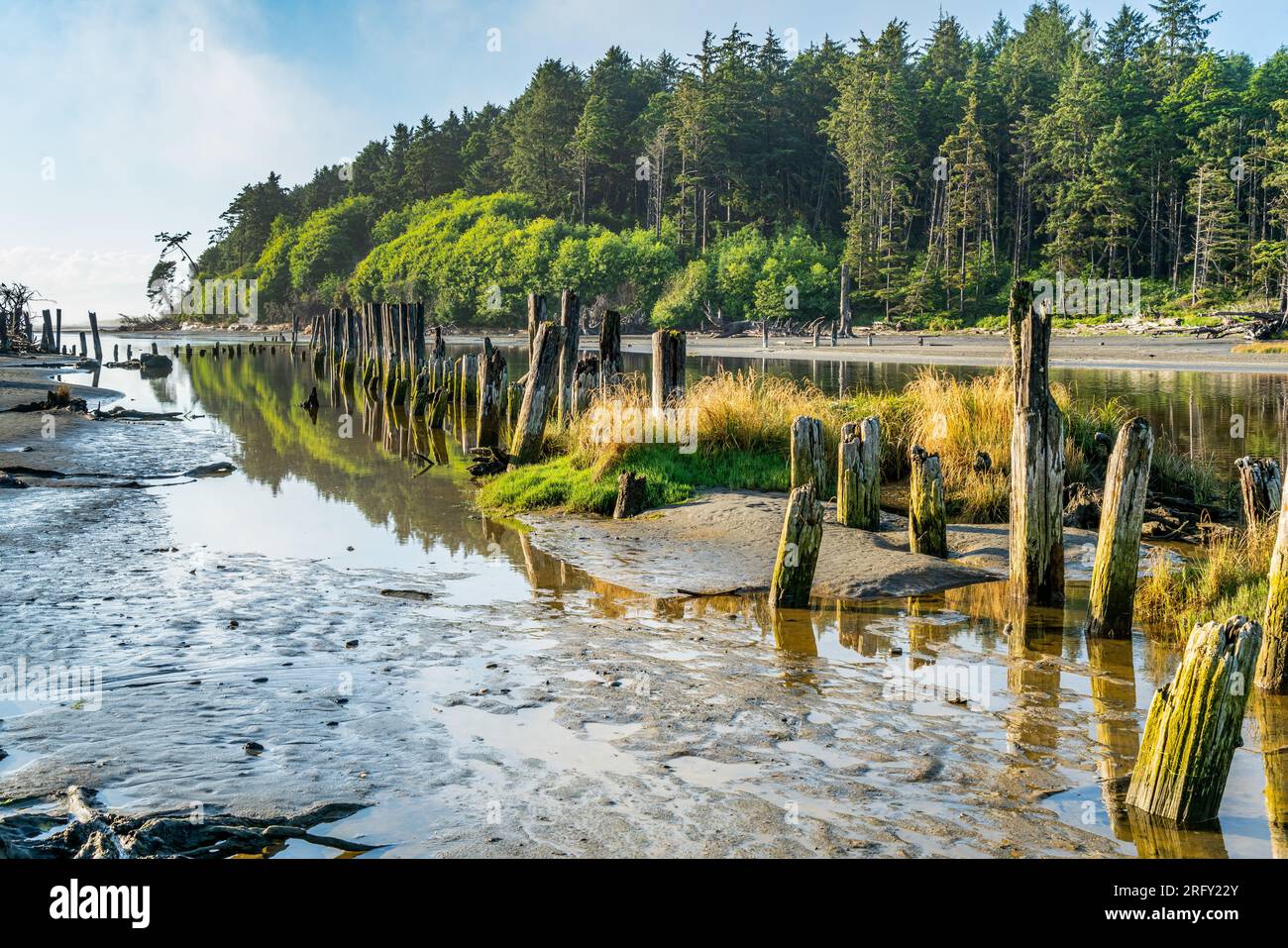Evergreen trees and old pilings line the Moclips River in Washington ...