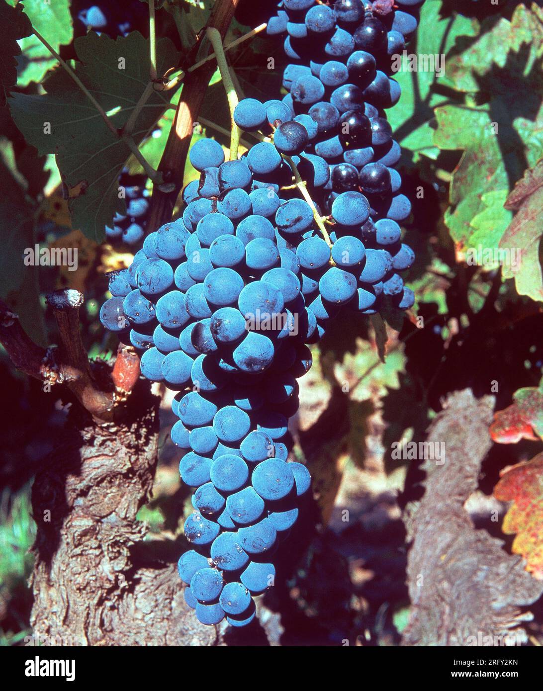 Racimo de uva negra hi-res stock photography and images - Alamy