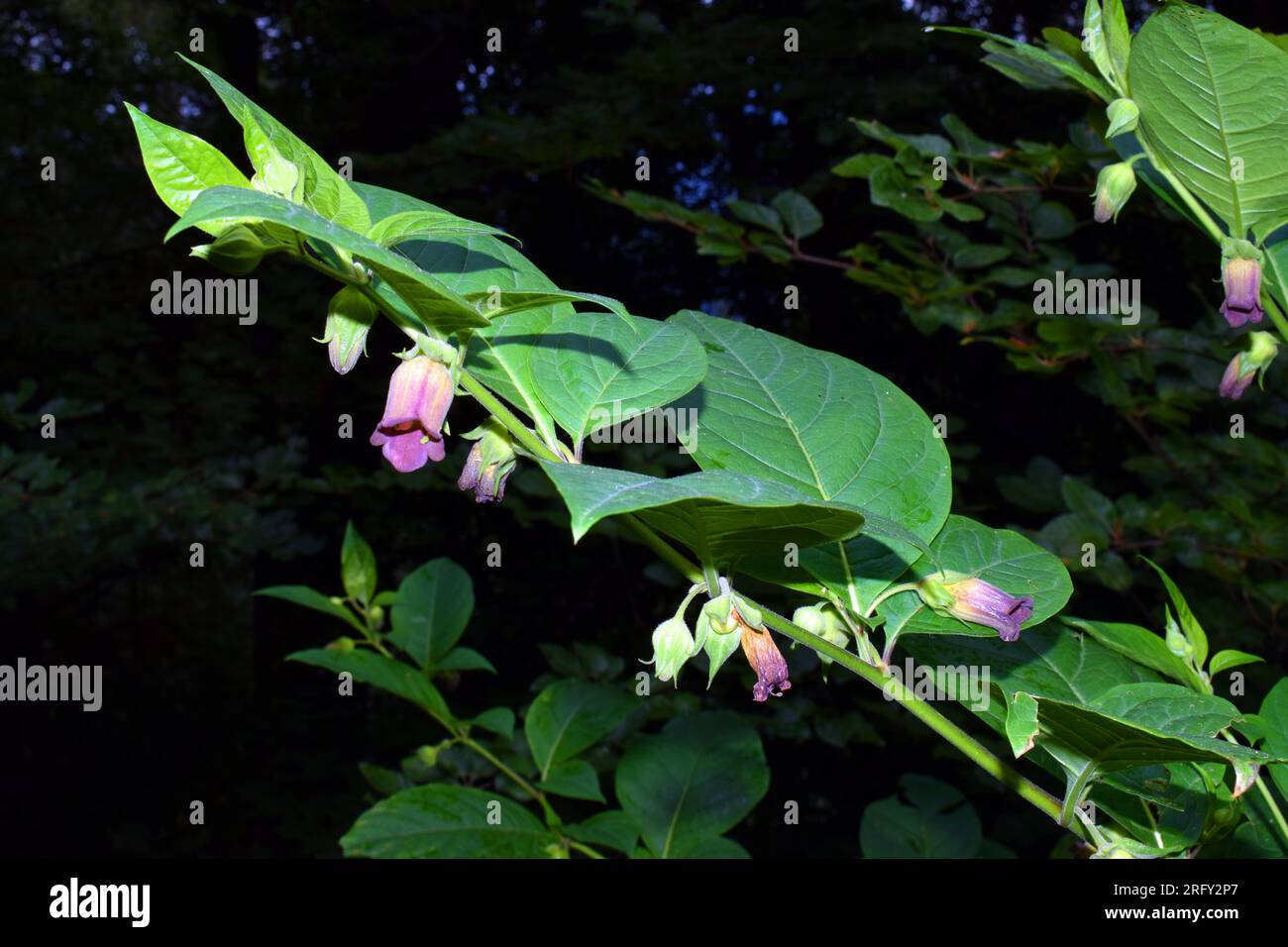 Detail of the belladonna flower (Atropa belladonna) a toxic and ...