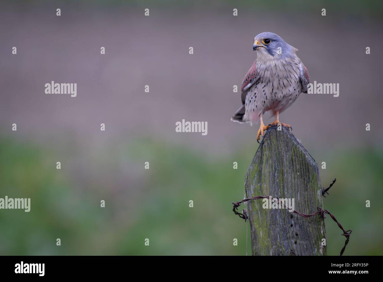 Male Kestrel Perched on a fence post Stock Photo - Alamy