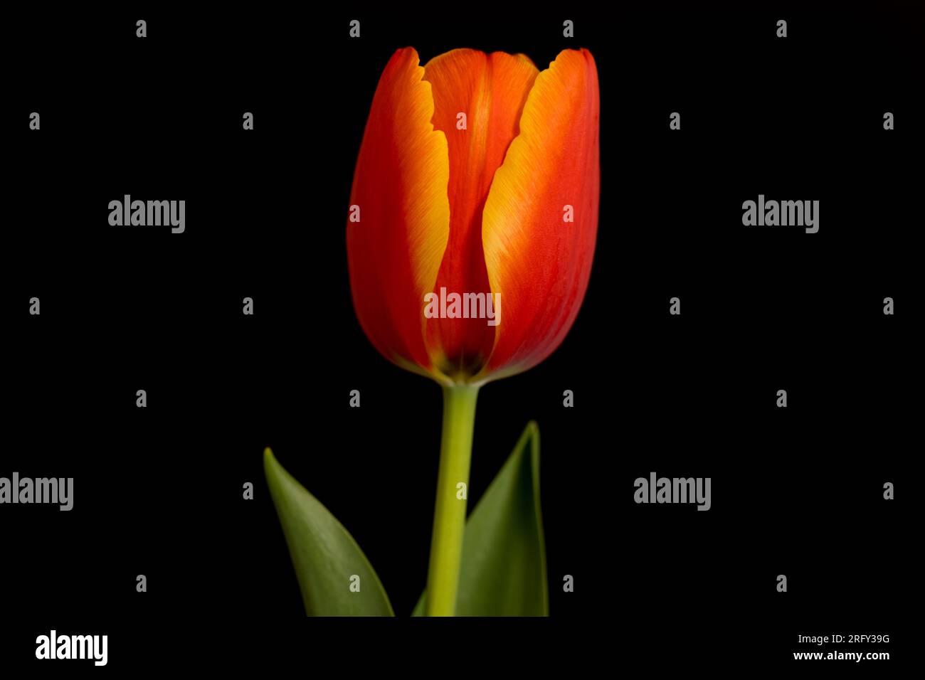Orange tulip black color hi-res stock photography and images - Alamy