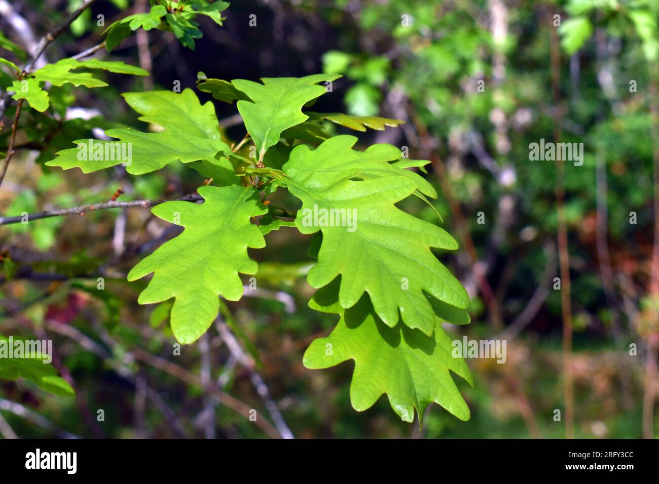 Detail of the leaves of a sessile oak tree (Quercus petraea Stock Photo ...
