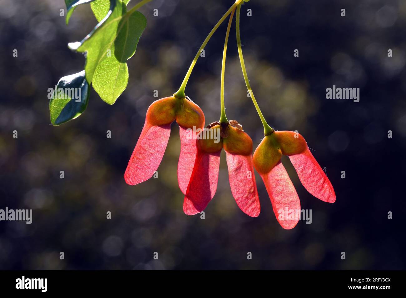 Montpellier maple tree hi-res stock photography and images - Alamy