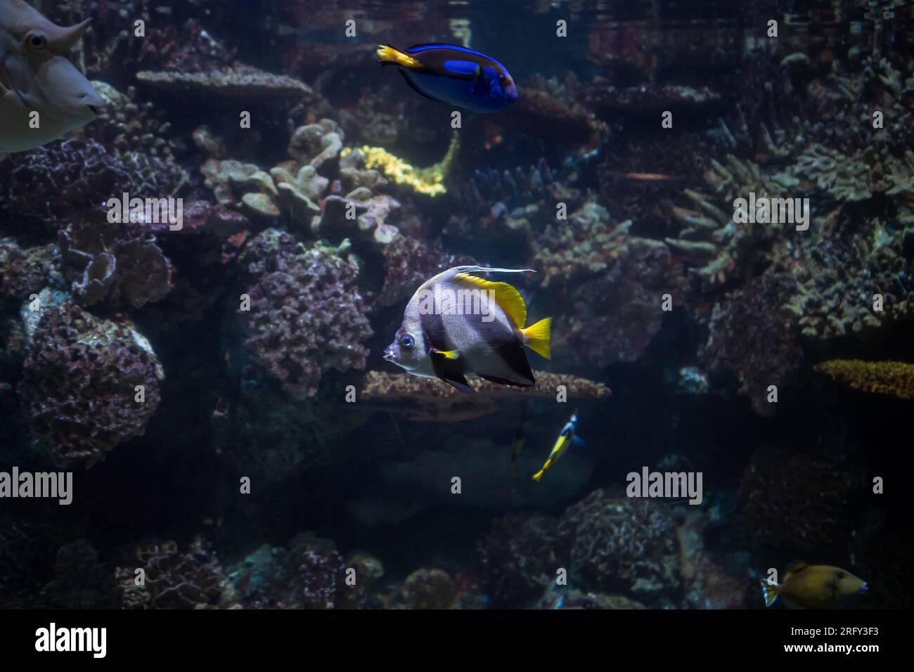 Amazing underwater world, White-finned kabubu swims among other fish ...