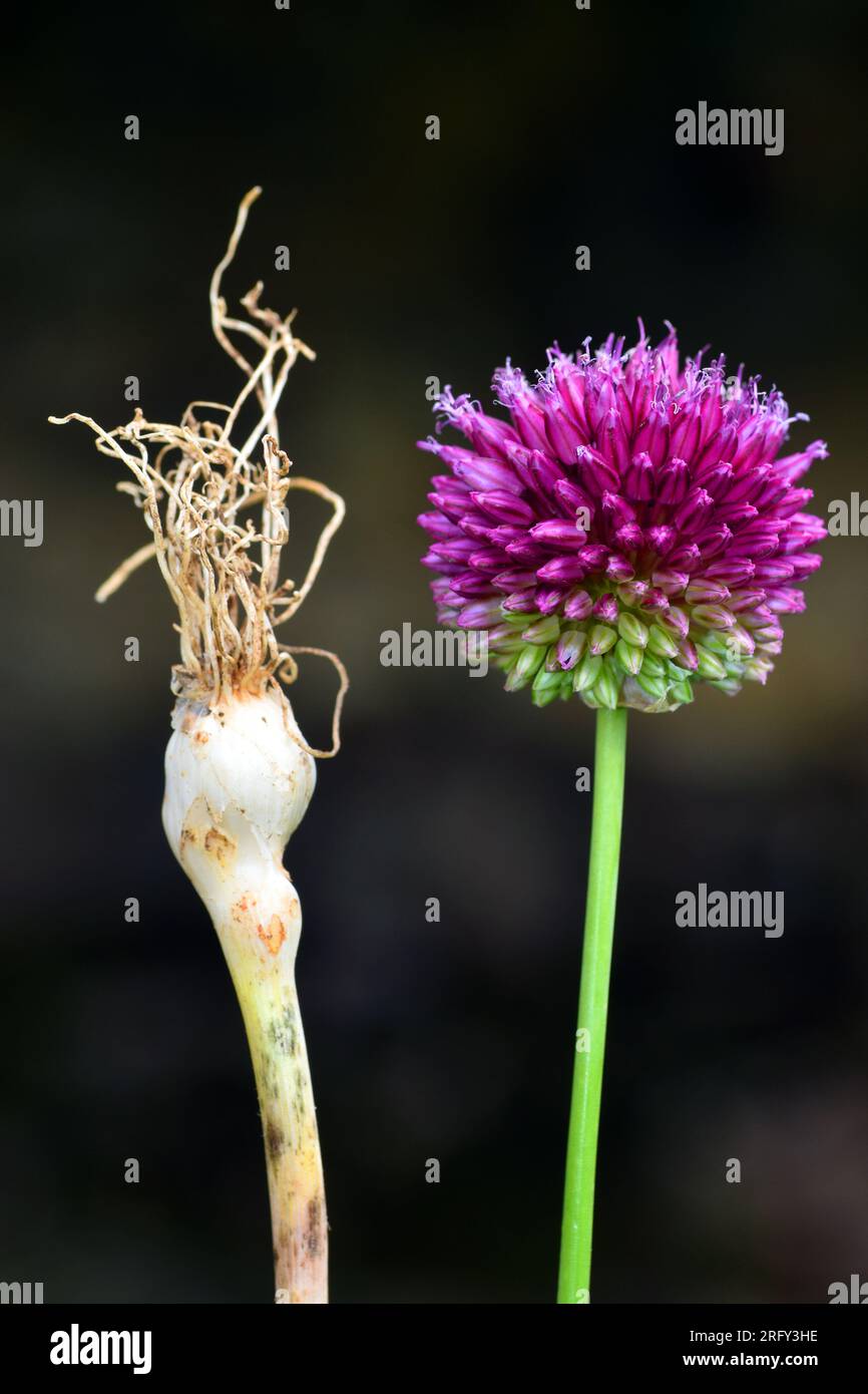 Detail of the inflorescence and bulb of an edible wild garlic (Allium ...