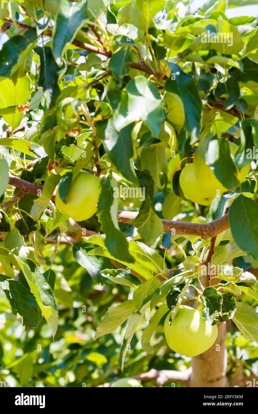 Crescent orchard hi-res stock photography and images - Alamy