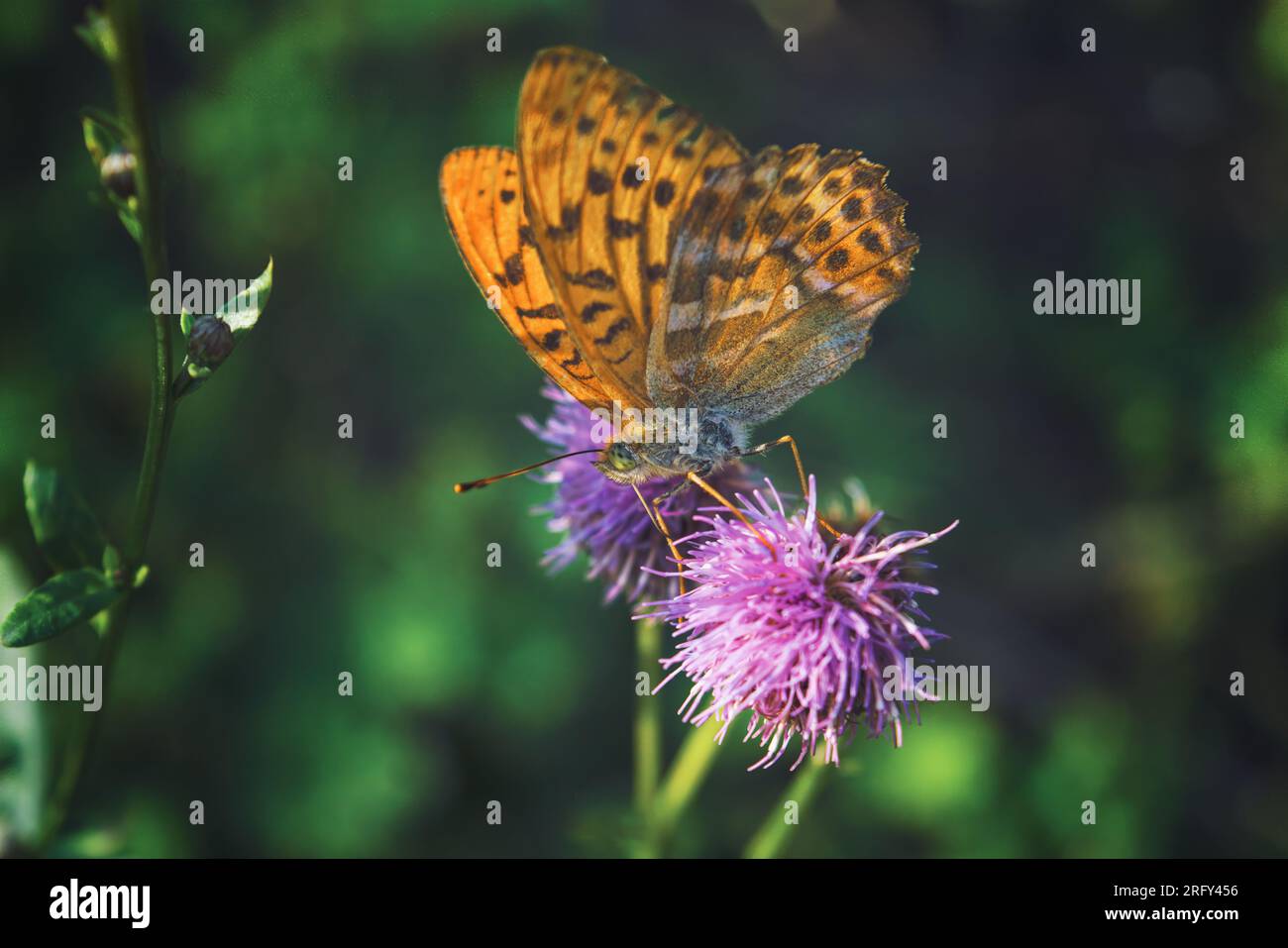 Butterfly fritillary with open orange wings with dots dotted on a ...