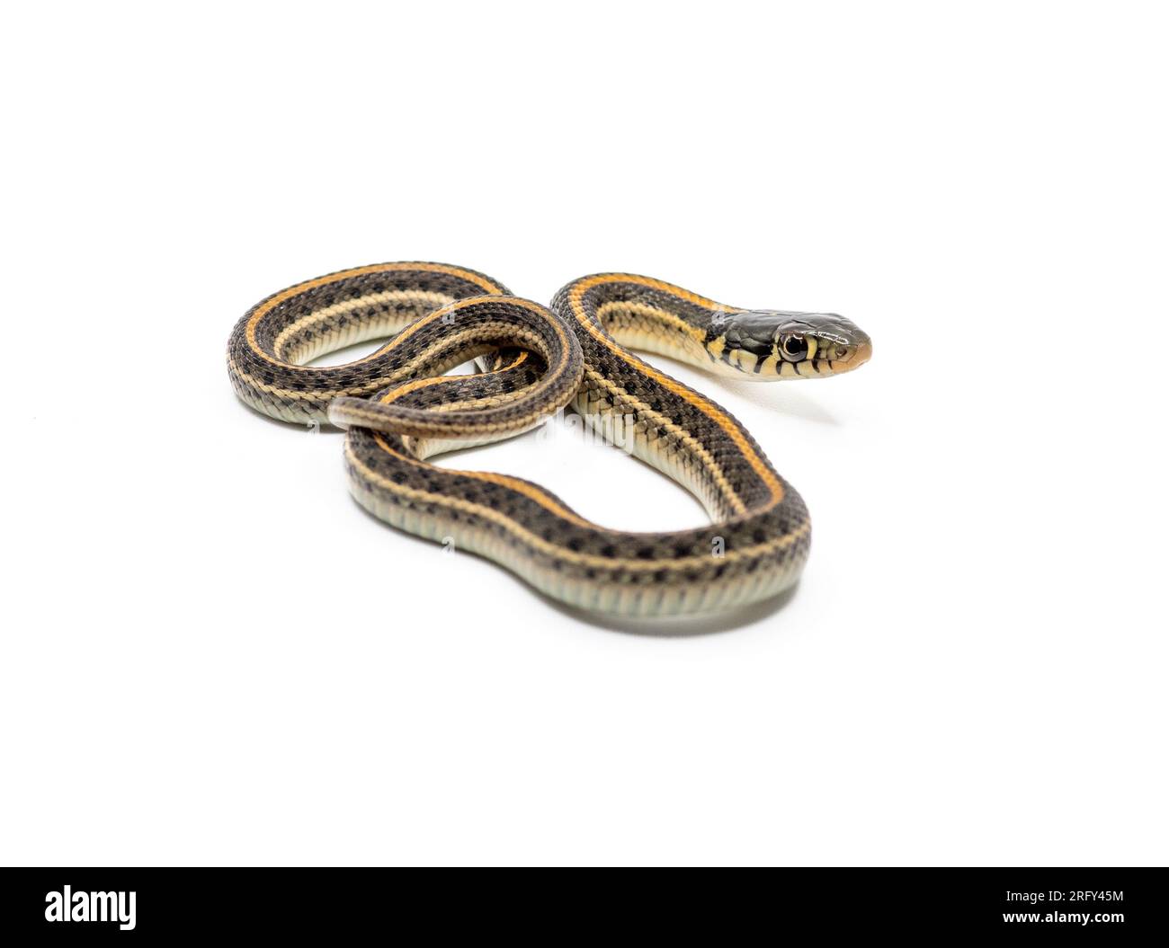 Juvenile Garter Snake
