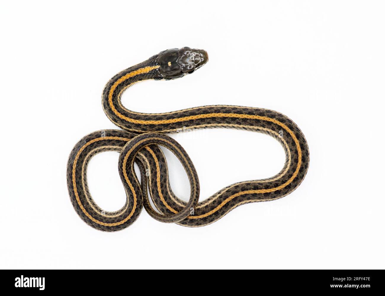 A beautiful juvenile Plains Garter Snake is isolated and photographed ...