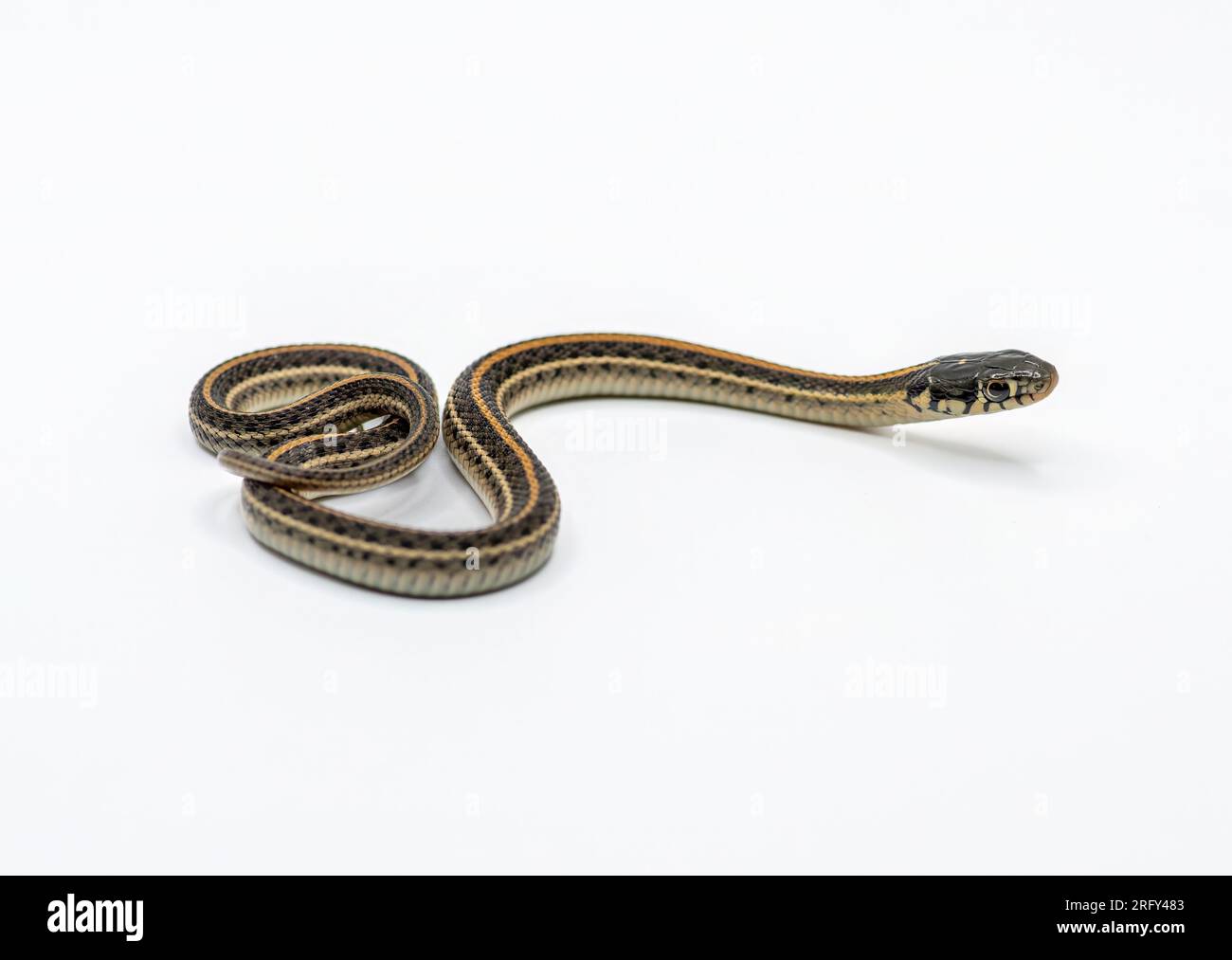 A beautiful juvenile Plains Garter Snake is isolated and photographed ...