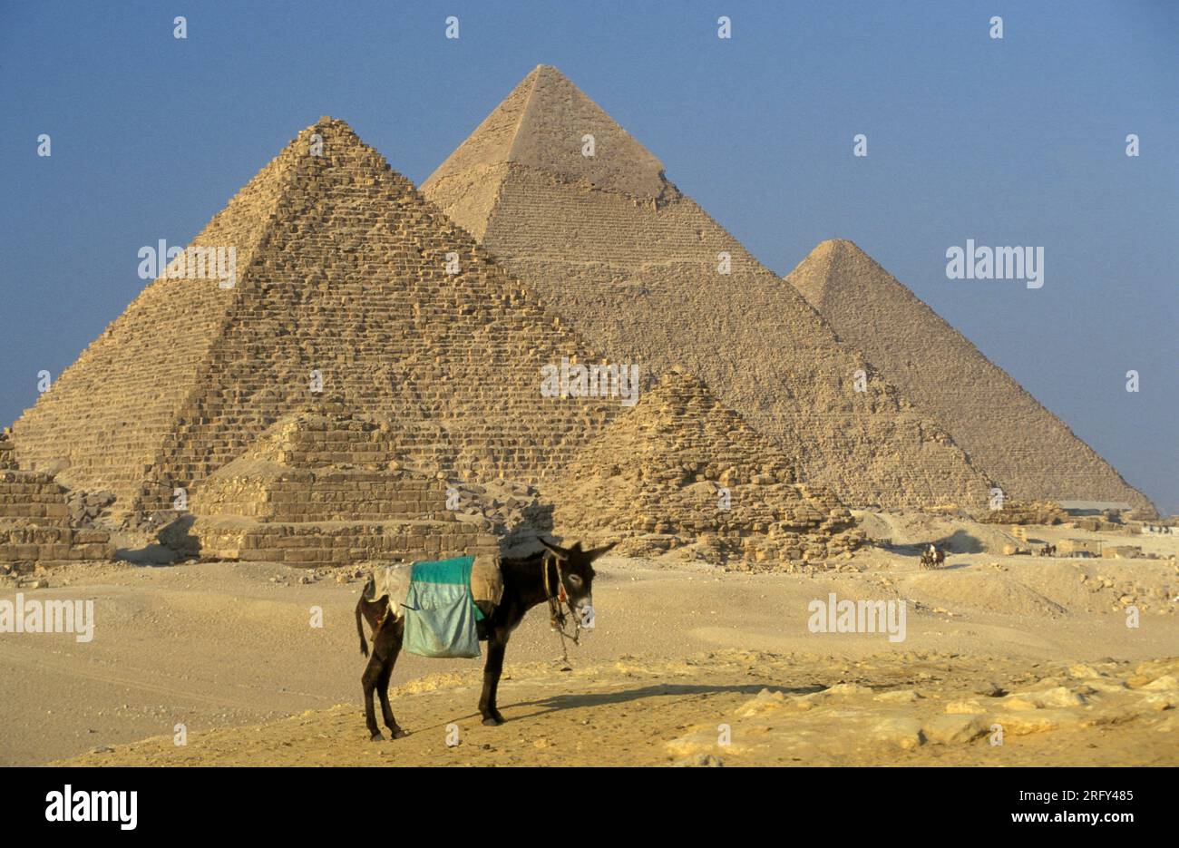 The pyramids of giza with a donkey near the city of Cairo at the ...