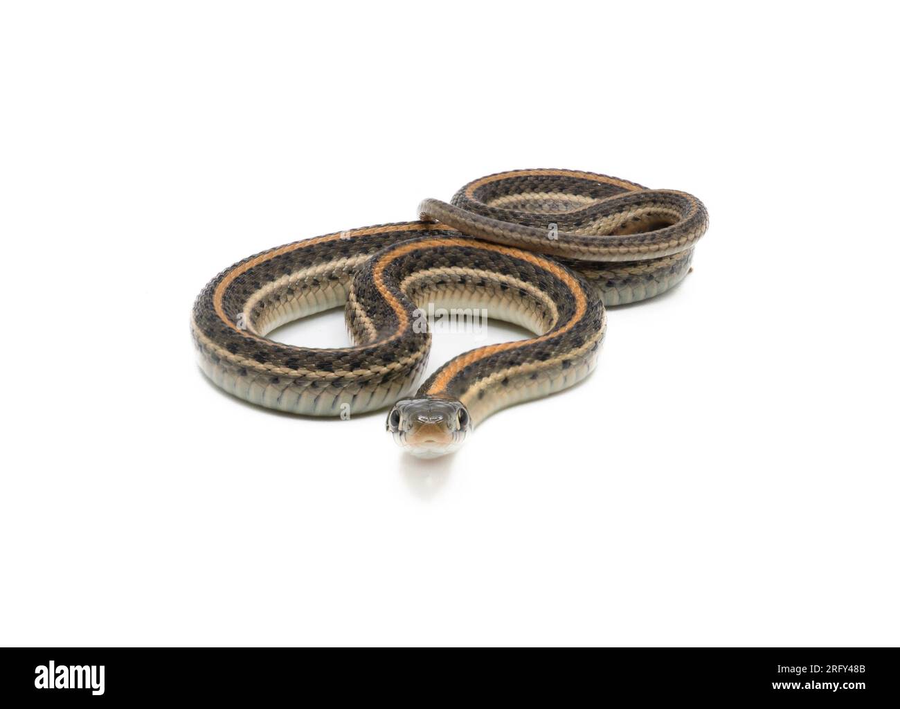 A beautiful juvenile Plains Garter Snake is isolated and photographed ...