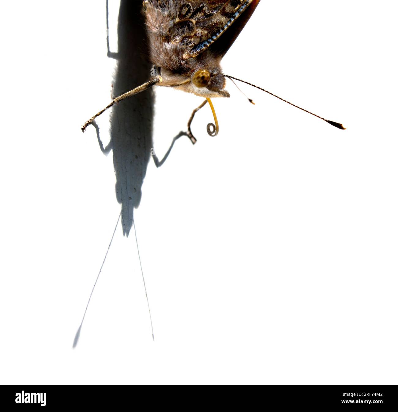 Red Admiral Butterfly with Coiled Proboscis and Shadow on White Wall ...
