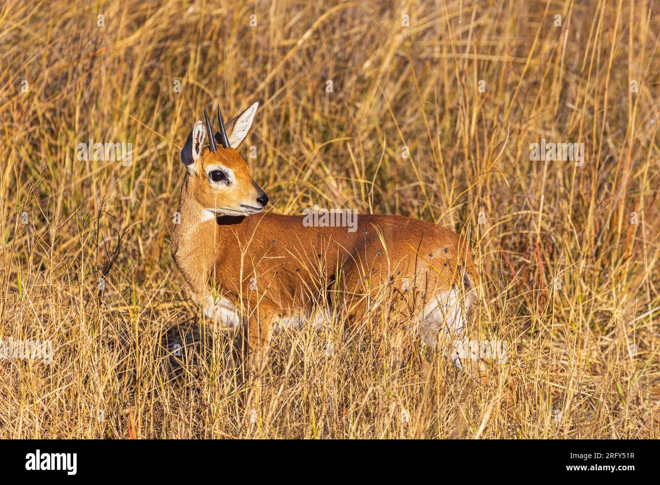 Steenbock hi-res stock photography and images - Alamy