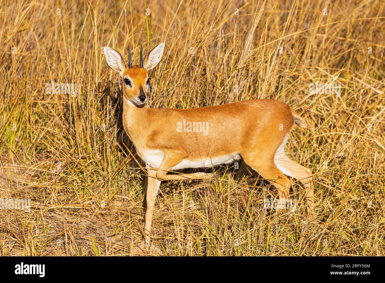 Cut steenbock in the evening sun in the bush Stock Photo - Alamy